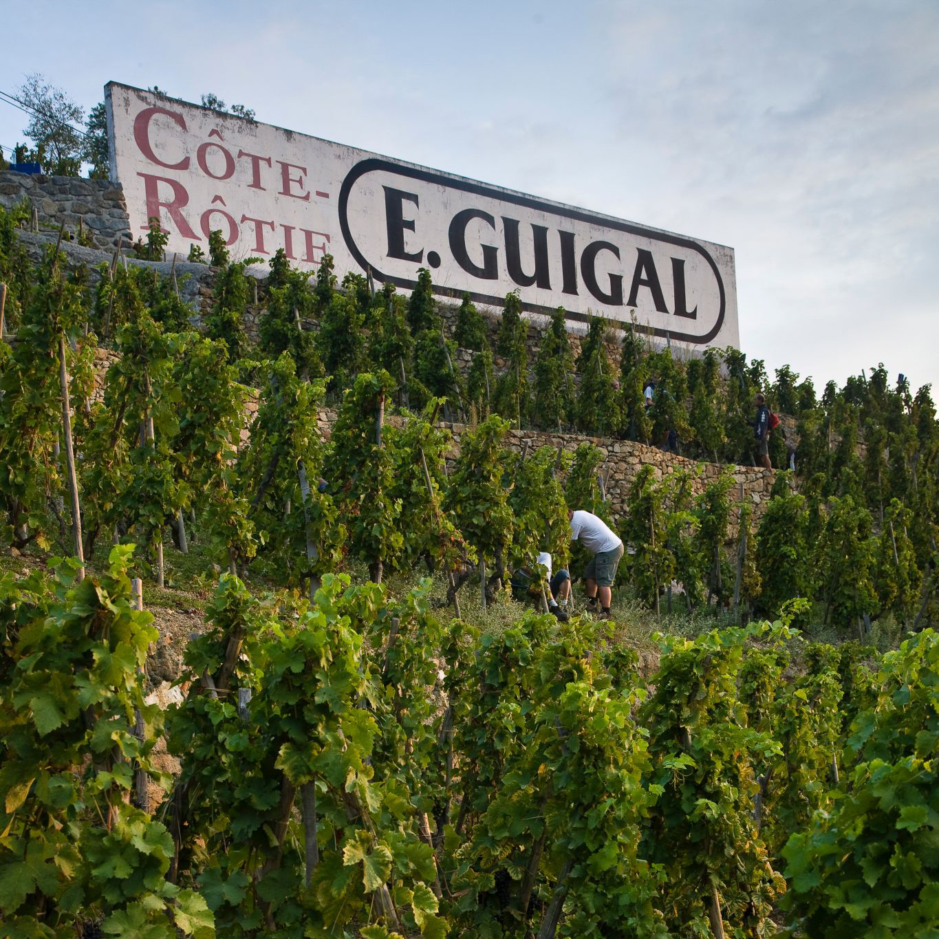 Producer Profile: E. Guigal · VINEXX