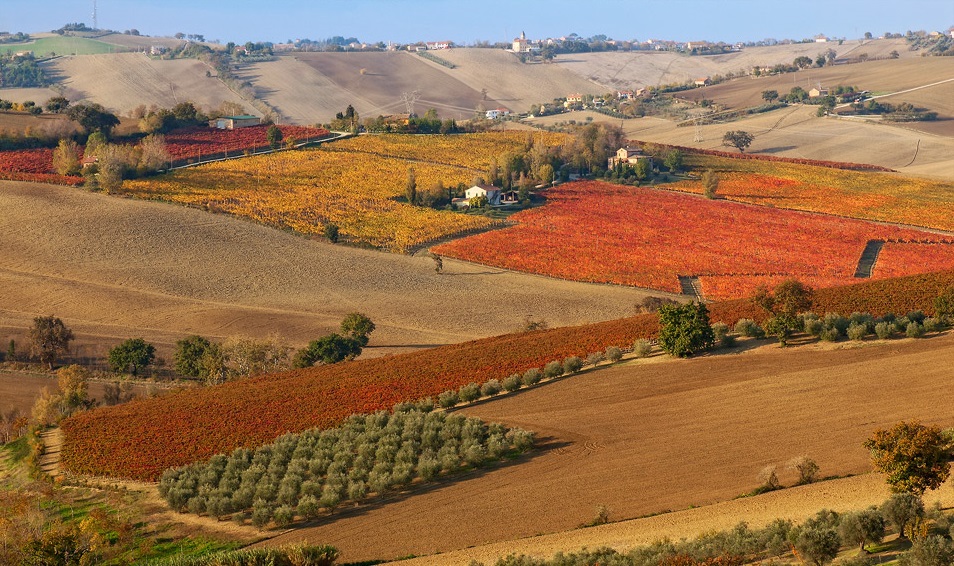 Producer Profile: Marotti Campi · VINEXX