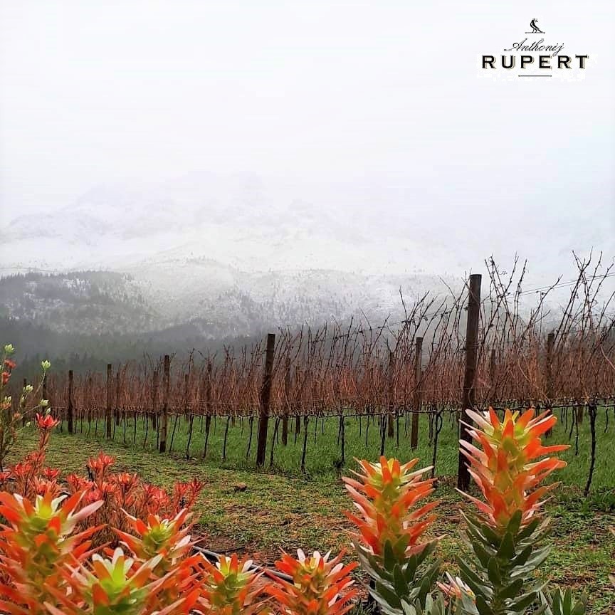 Anthonij Rupert 2016 Optima · VINEXX